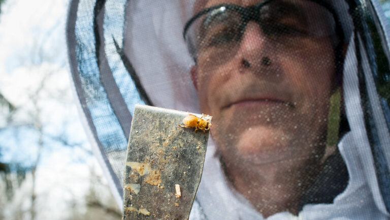 Do Insects Have Emotions? The Science Behind Bug Feelings – Insect Hive