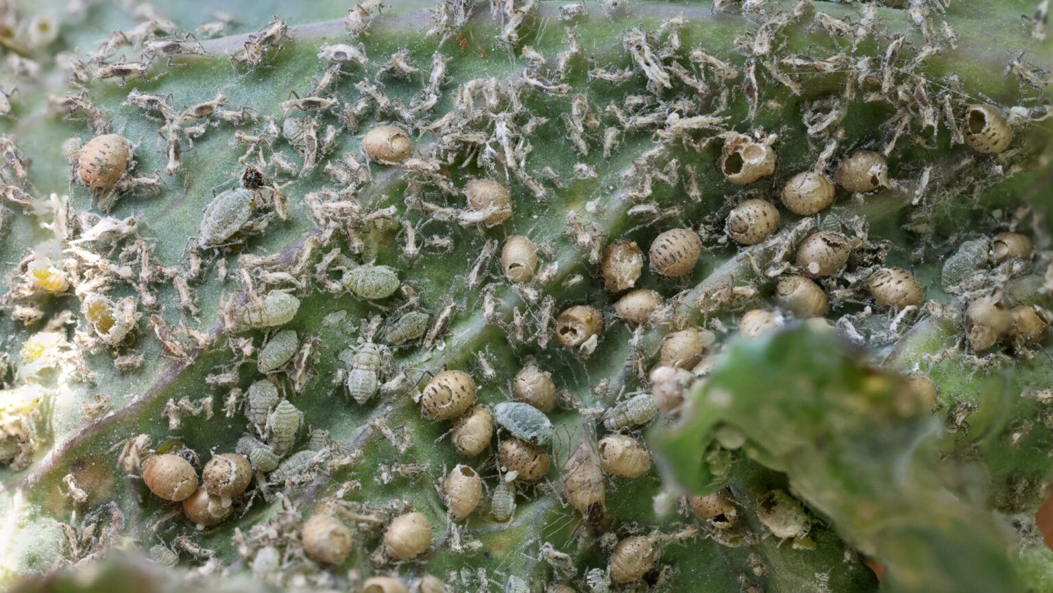 The Insect That’s Born Pregnant: Weird Reproductive Superpowers ...