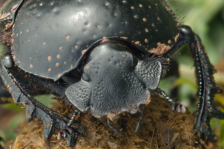 The Scarab in Ancient Egypt: Sacred Beetle or Divine Garbage Collector ...