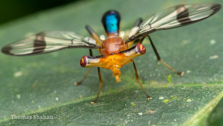 The Weirdest-Looking Beetle in Nature – Insect Hive