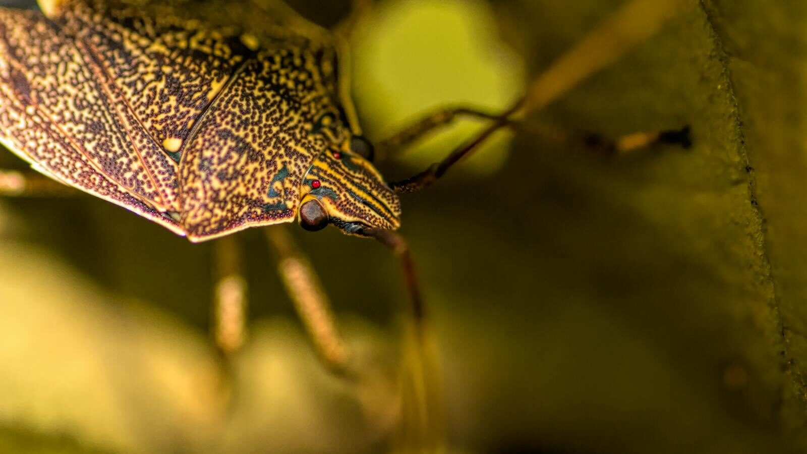 Stink Bug Invasion: Why This Bug Loves Your Home (and How to Stop It ...