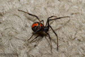 The Texas Redback Spider: A Colorful Cousin of the Black Widow – Insect ...