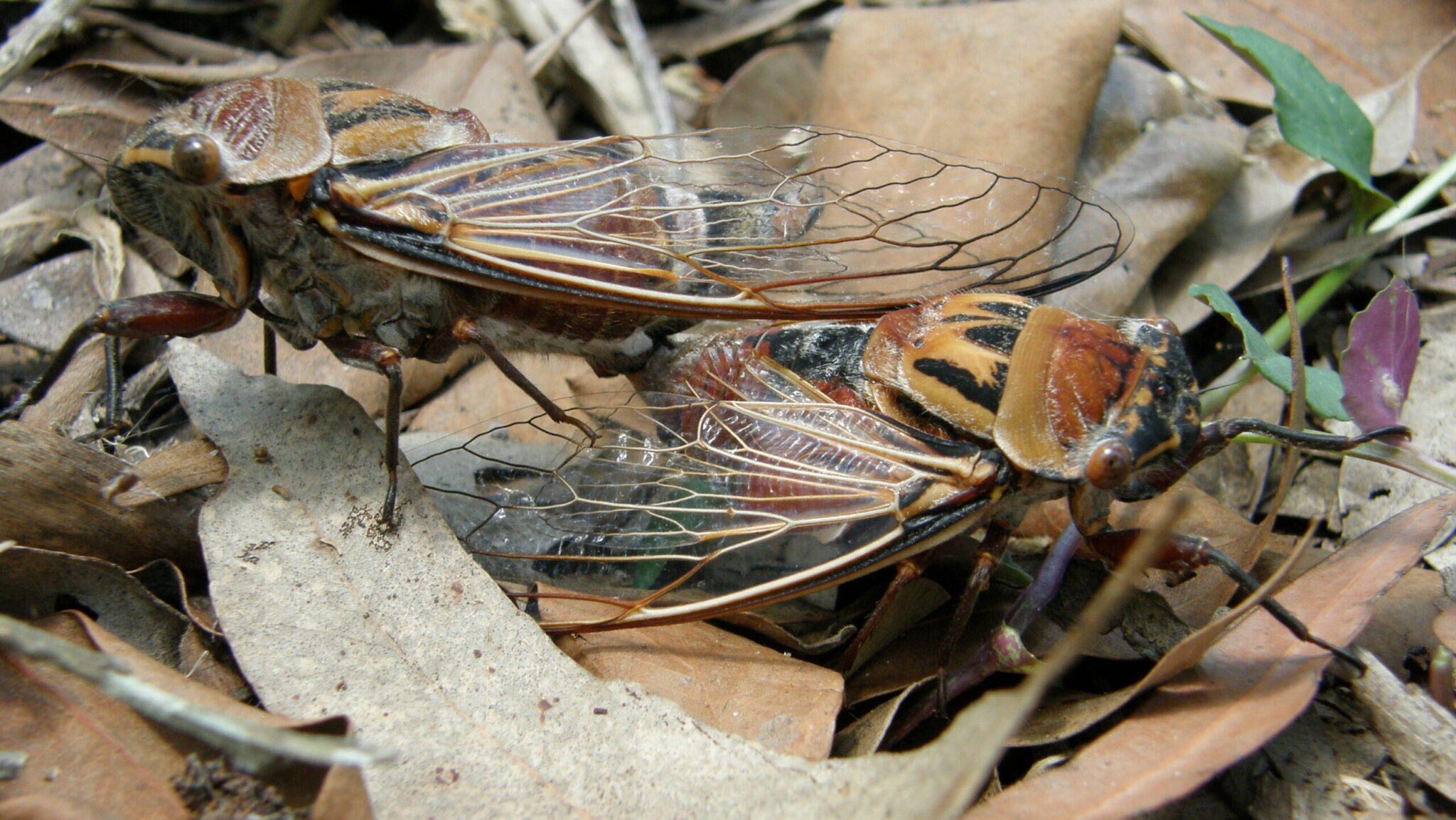 The Loudest Insect on Earth — And Why It Screams All Summer – Insect Hive
