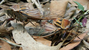 The Loudest Insect on Earth — And Why It Screams All Summer – Insect Hive