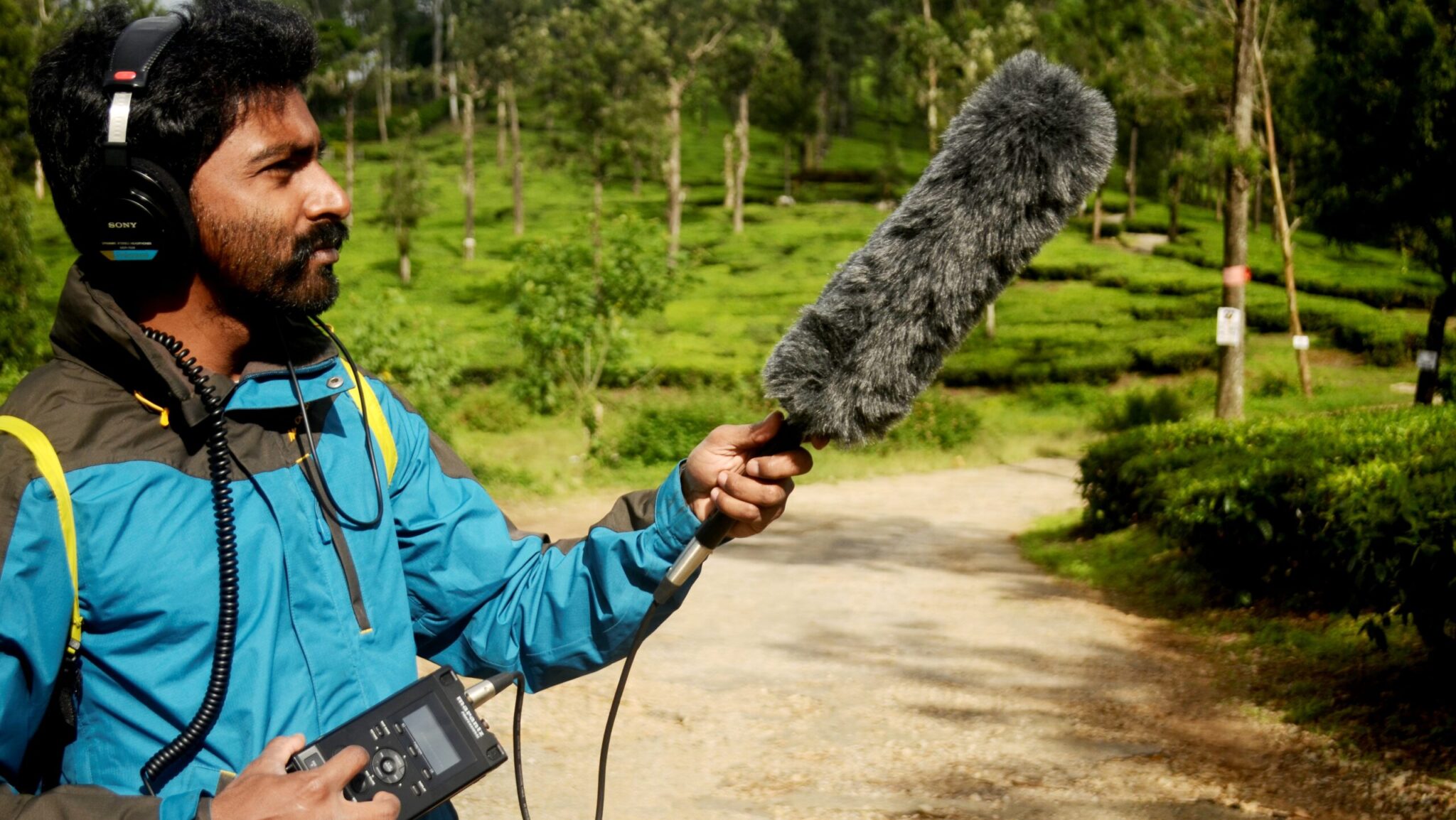 The Loudest Insect on Earth — And Why It Screams All Summer – Insect Hive