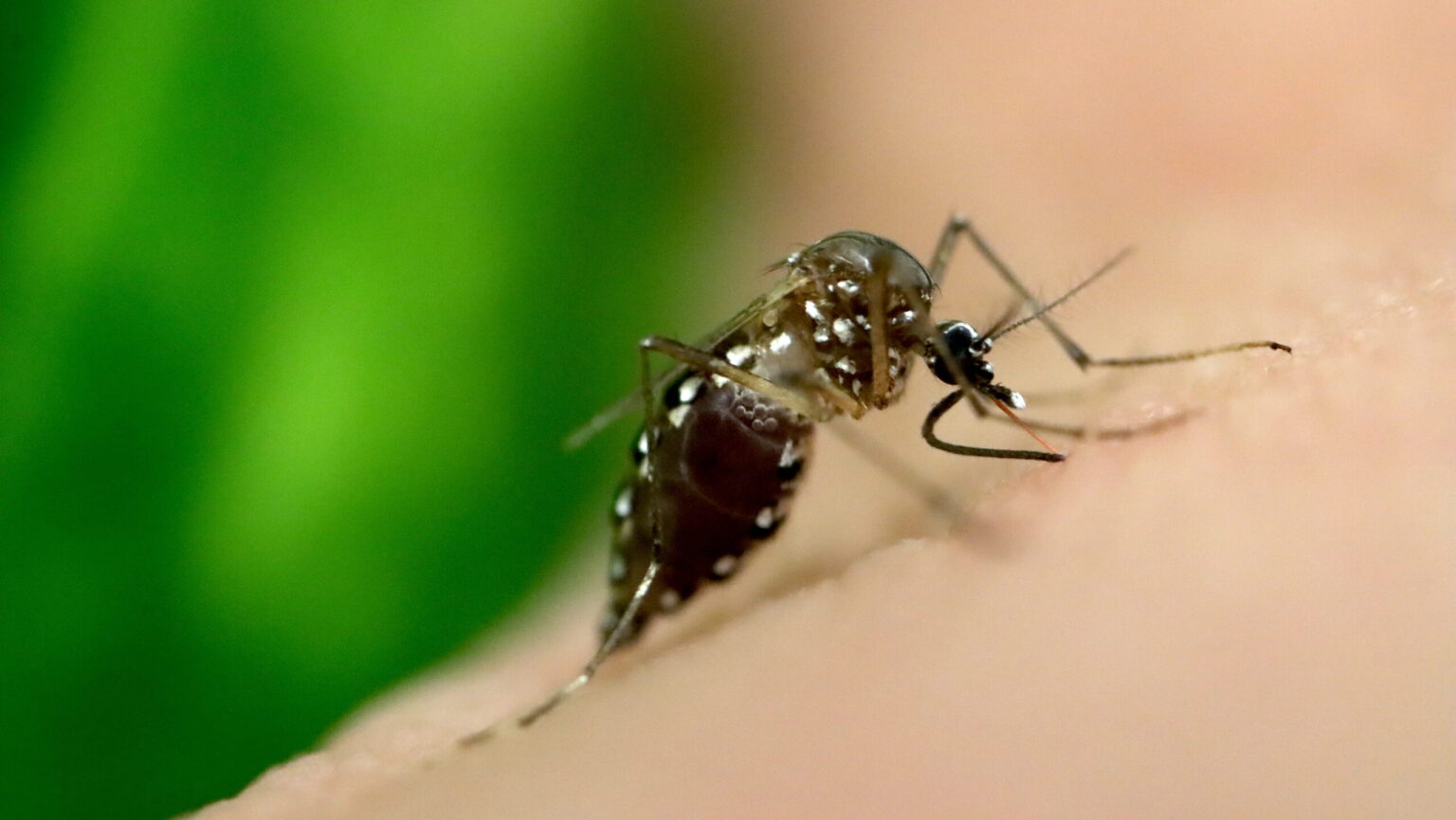 The World’s Most Dangerous Insects and the Diseases They Spread ...