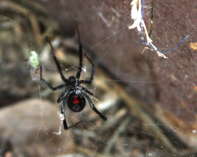 The Deadliest Spider Bite Cases Ever Recorded – Insect Hive