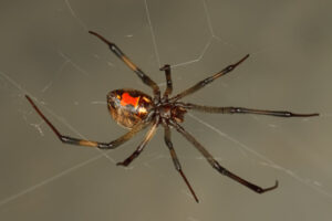 The Texas Redback Spider: A Colorful Cousin of the Black Widow – Insect ...