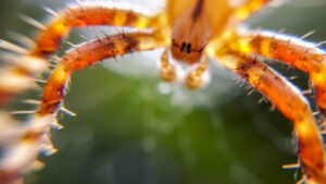 How Spiders Feel the World Through Their Webs – Insect Hive