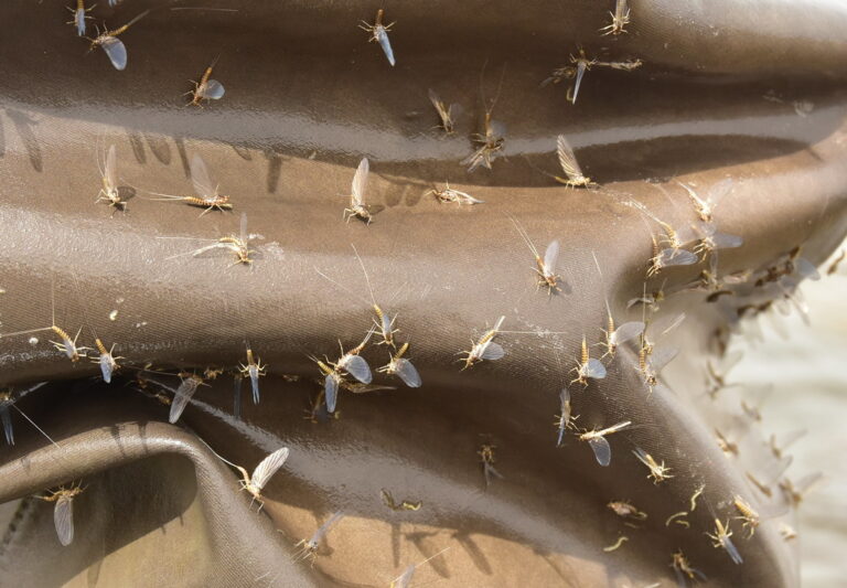 How Mayflies Live for Just a Day — and Why That’s Enough – Insect Hive