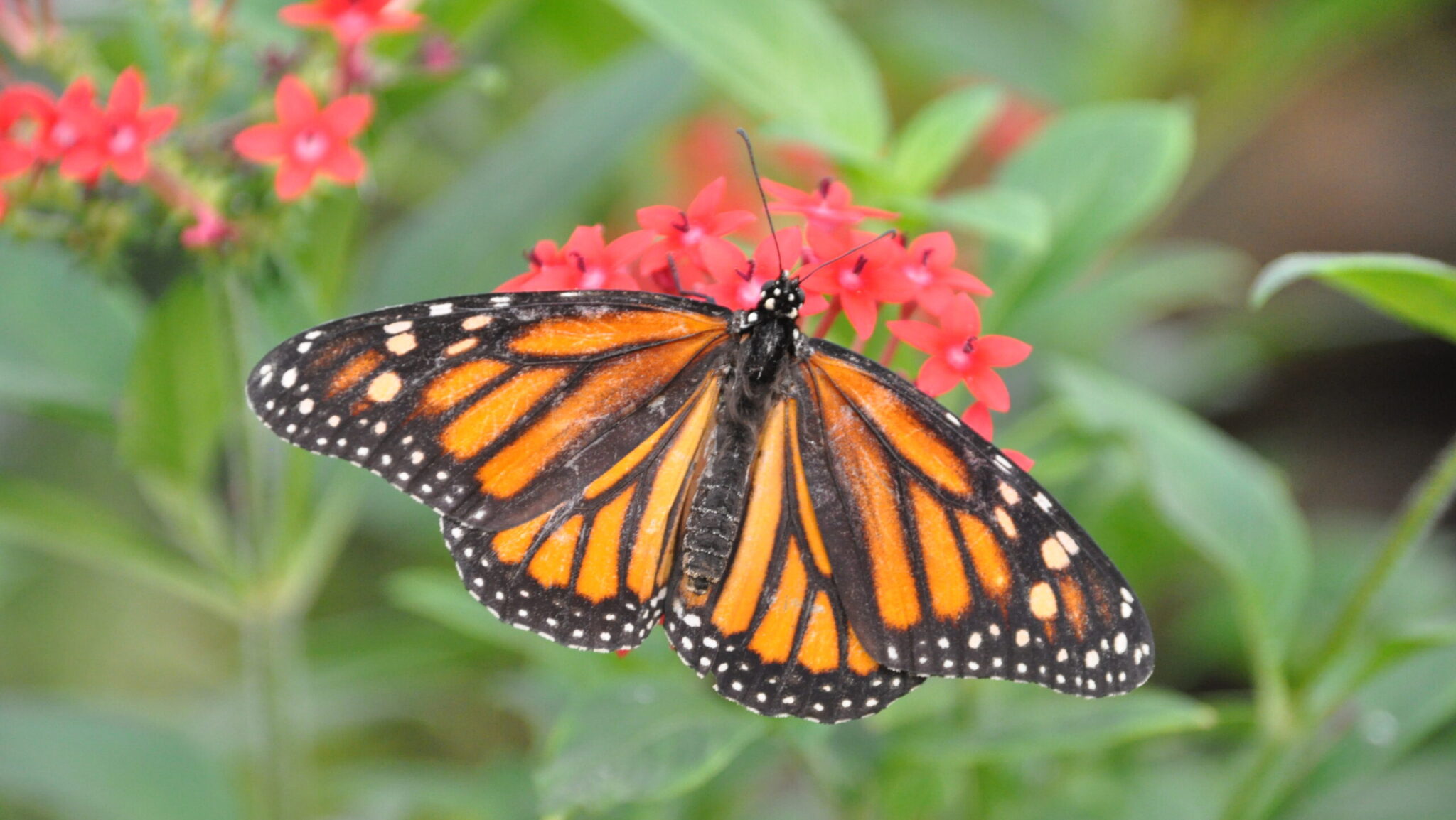 How Some Insects Use Color to Scare, Seduce, or Survive – Insect Hive