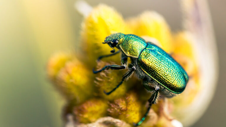 Why Some Insects Are Iridescent — And What It Means for Evolution ...