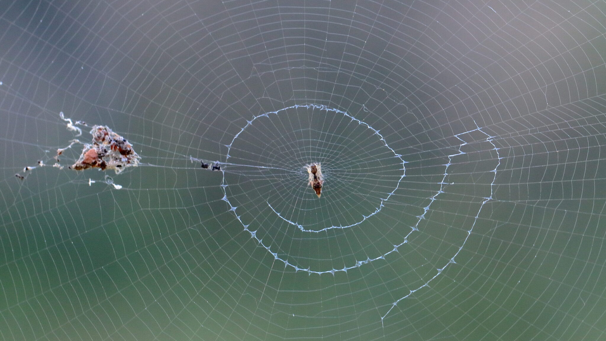 The Spider That Builds Decoys of Itself to Trick Predators – Insect Hive