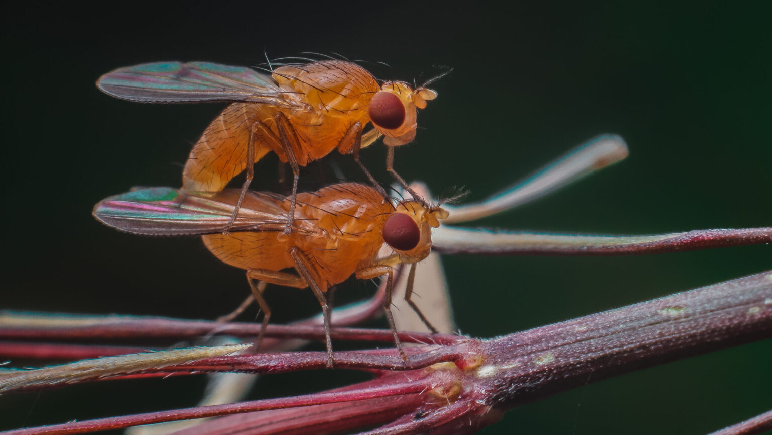 Do Insects Have Emotions? The Science Behind Bug Feelings – Insect Hive