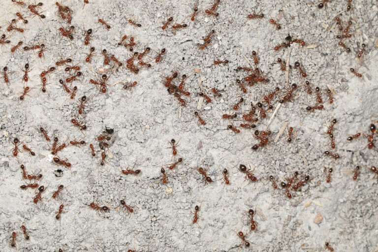 The Red Imported Fire Ant: A Tiny Terror Spreading Across the South ...