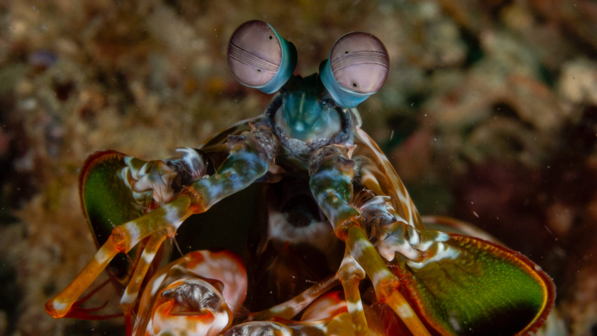 How Some Insects Use Color to Scare, Seduce, or Survive – Insect Hive