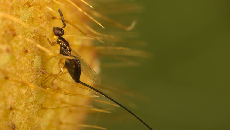 The Insect Olympians: Bugs That Hold World Records – Insect Hive