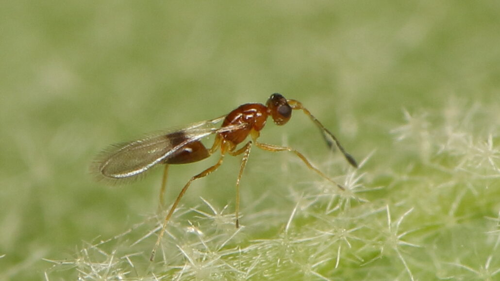 The Smallest Insect Ever Discovered — And How It Lives a Full Life on a ...