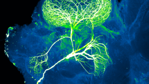 Do Insects Have Emotions? The Science Behind Bug Feelings – Insect Hive