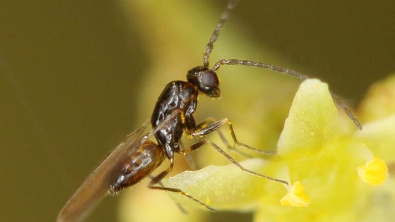 The Smallest Insect Ever Discovered — And How It Lives a Full Life on a ...