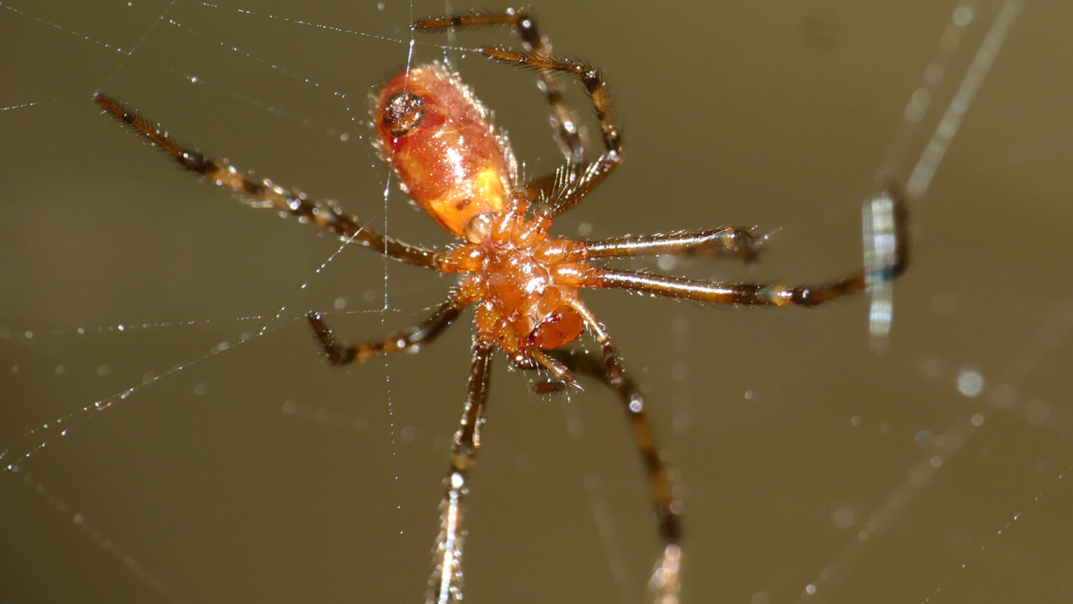 Tiny Architects: Insects That Build Structures You Won’t Believe ...