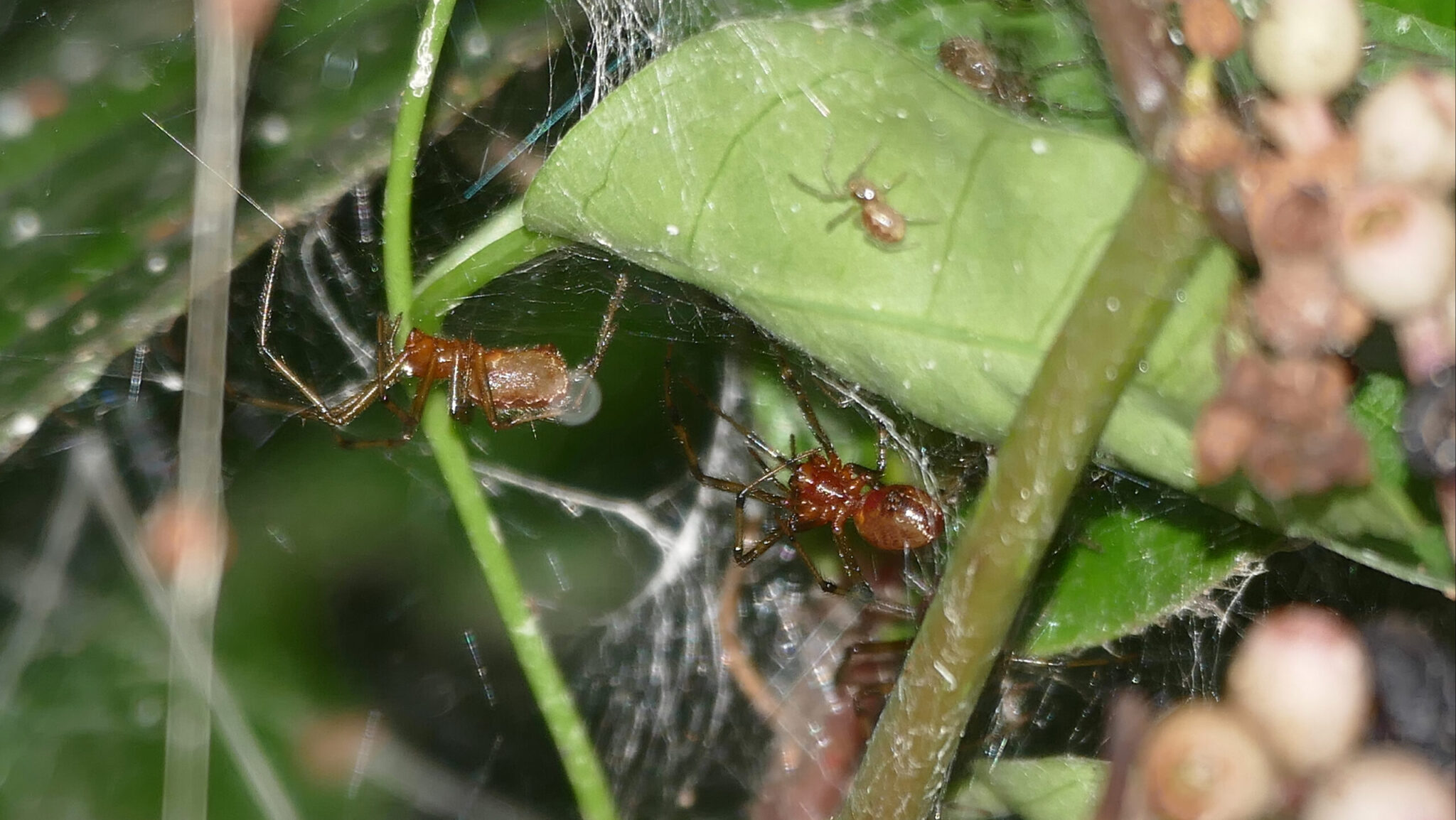 How Spiders Feel the World Through Their Webs – Insect Hive