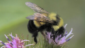 The Rusty Patched Bumblebee: America’s First Federally Protected ...