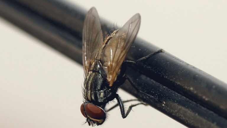 Why That Buzzing Near Your Ear Isn’t Random – Insect Hive