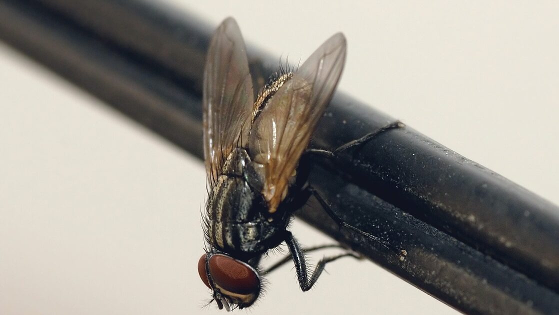 Why That Buzzing Near Your Ear Isn’t Random – Insect Hive