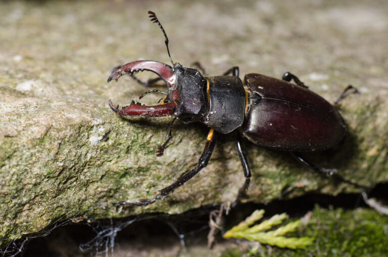 How to Identify the Gender of Your Pet Insect – Insect Hive