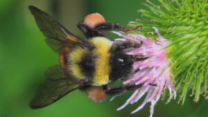 The Rusty Patched Bumblebee: America’s First Federally Protected ...