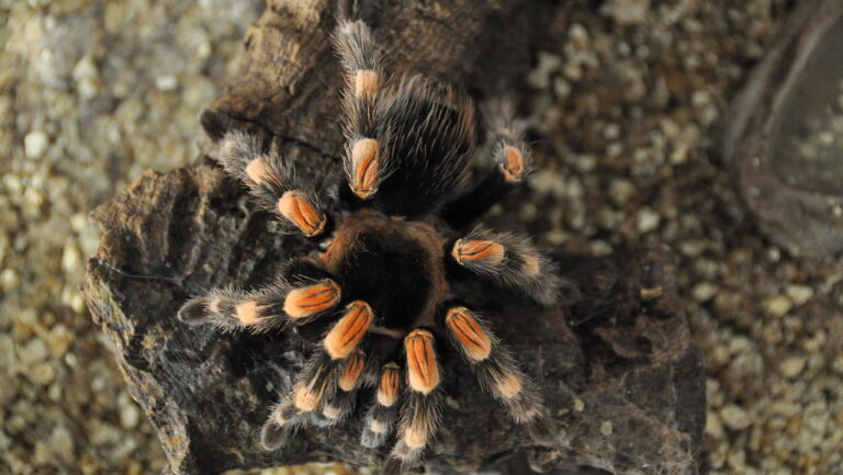The Best Heating and Lighting for Tarantula Care – Insect Hive