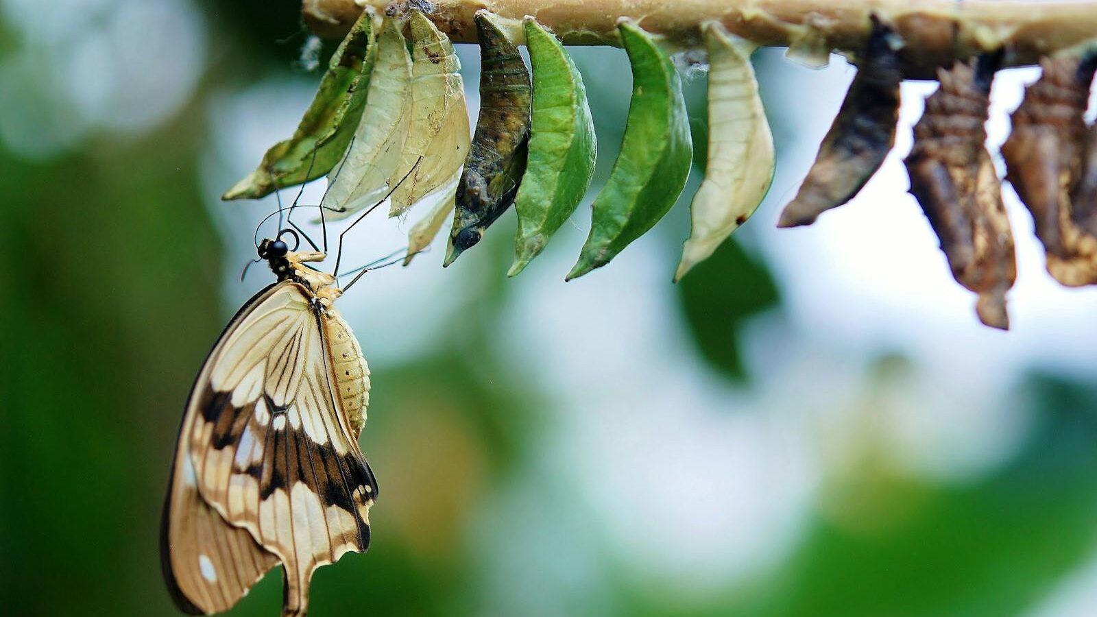 How Long Do Insects Live? A Look at Lifespans Across Species – Insect Hive