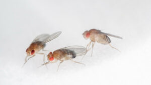 Do Flies Have Sleep Cycles What Happens in a Resting Bug Brain – Insect ...