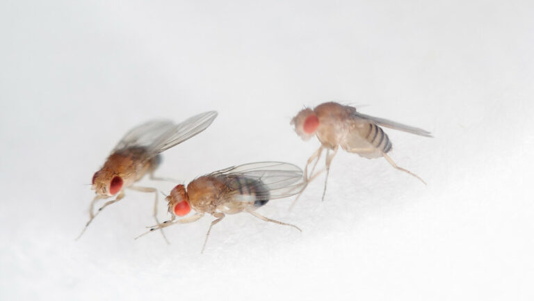 Do Flies Have Sleep Cycles What Happens in a Resting Bug Brain – Insect ...