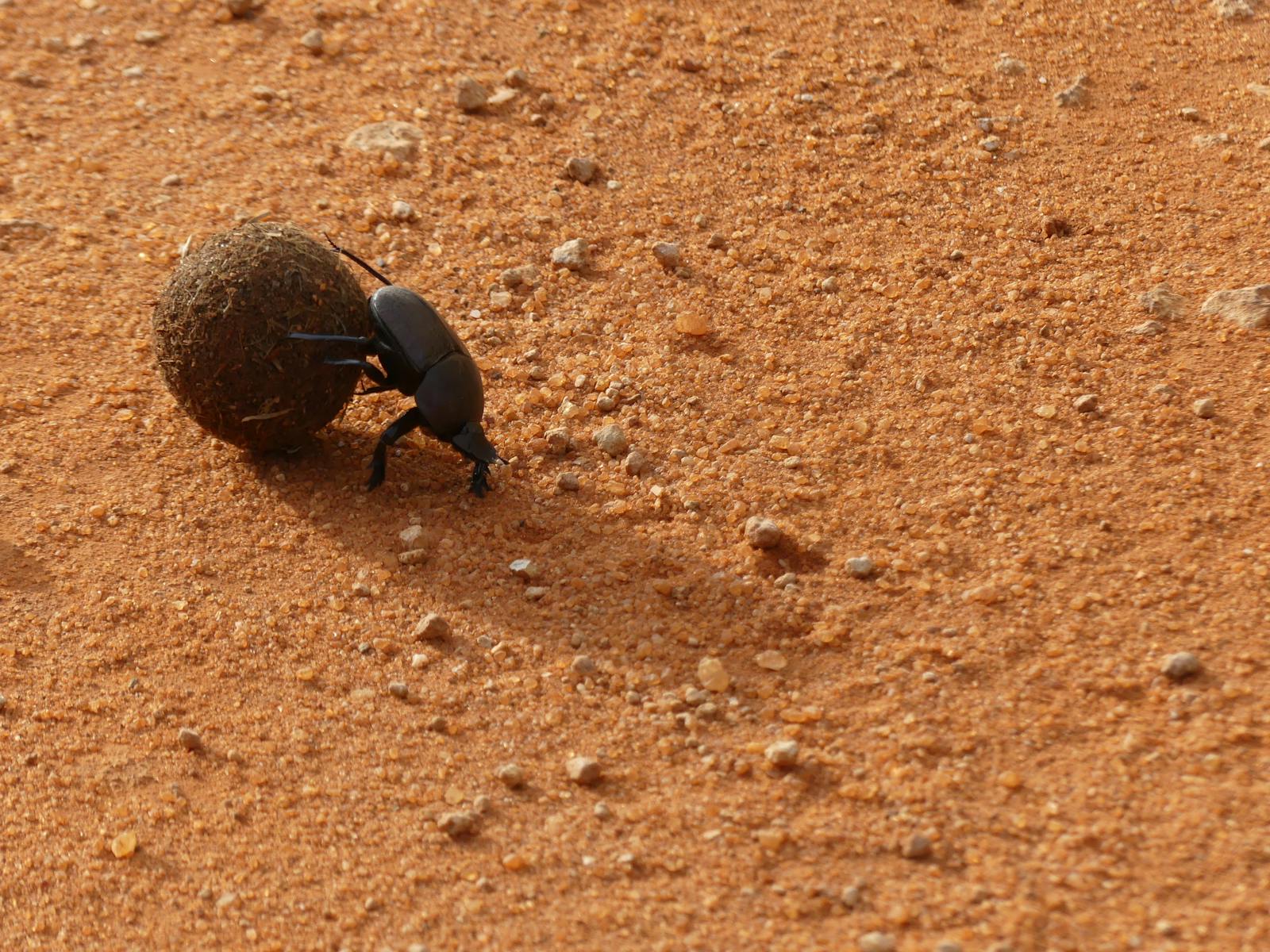 The Strongest Insect in the World – It Can Lift 1,000 Times Its Body ...