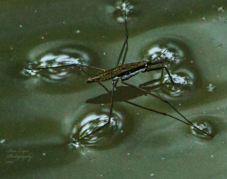 How Some Insects Can Walk on Water — The Physics Behind It – Insect Hive