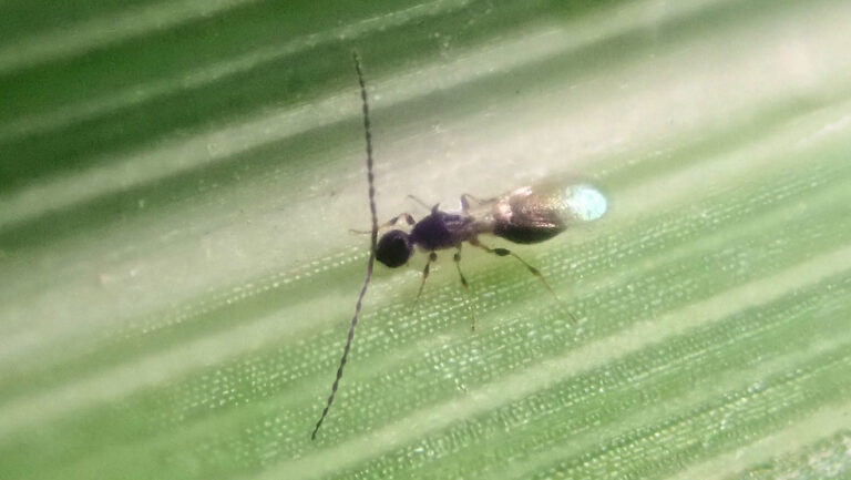 The Smallest Insect Ever Discovered — And How It Lives a Full Life on a ...