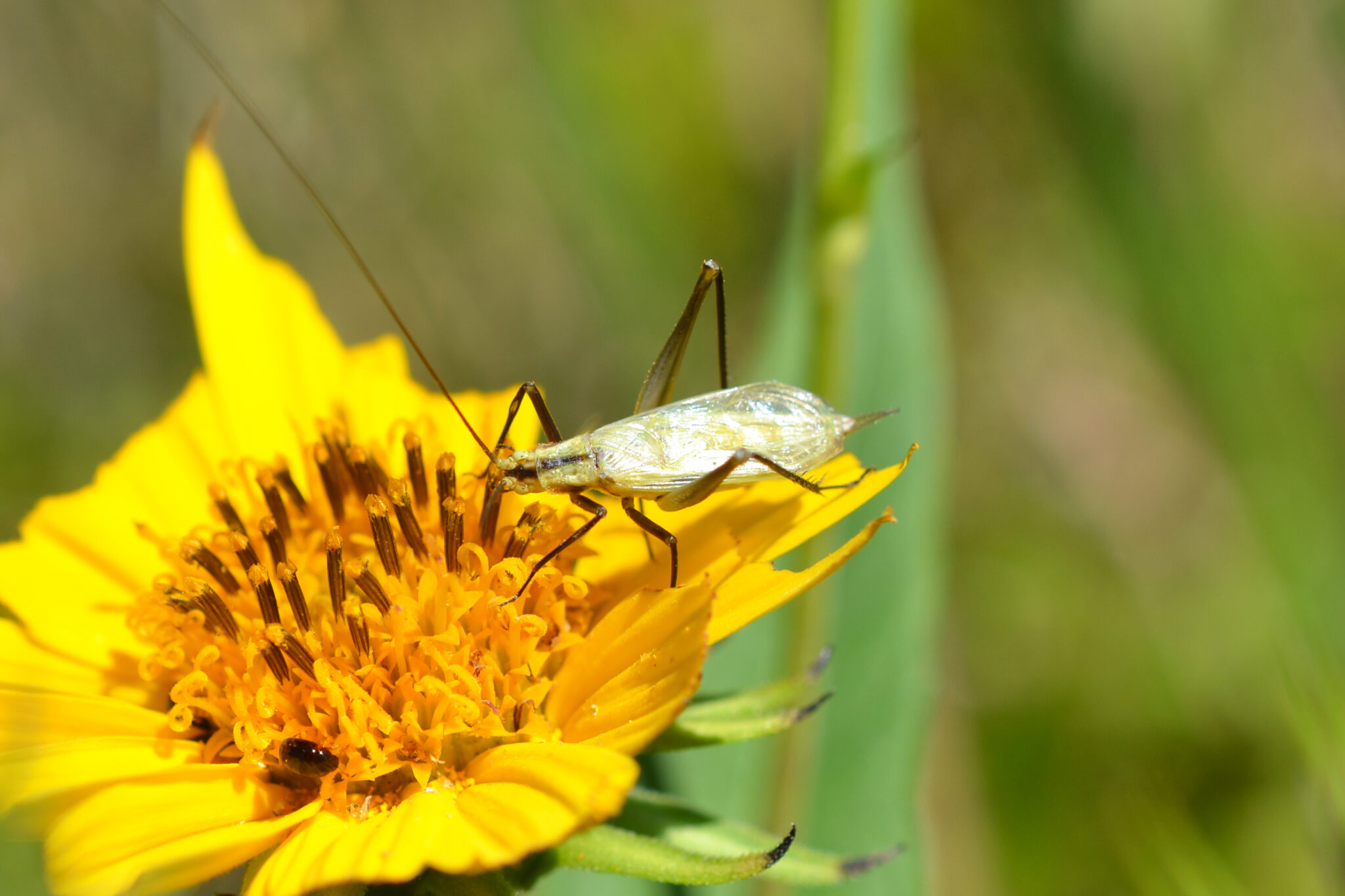 How Crickets Use Their Wings to Talk (and What They’re Really Saying ...