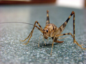 Insect Musicians: The Bugs That Sing, Click, and Rattle – Insect Hive