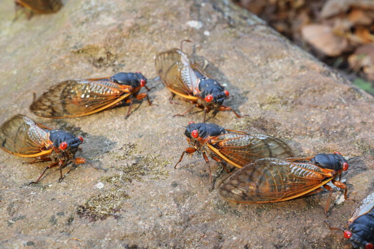 The Insect That Lives Underground for 17 Years Then Dies in a Day ...
