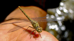When Flight Evolved in Bugs: The Origins of Insect Aviation – Insect Hive