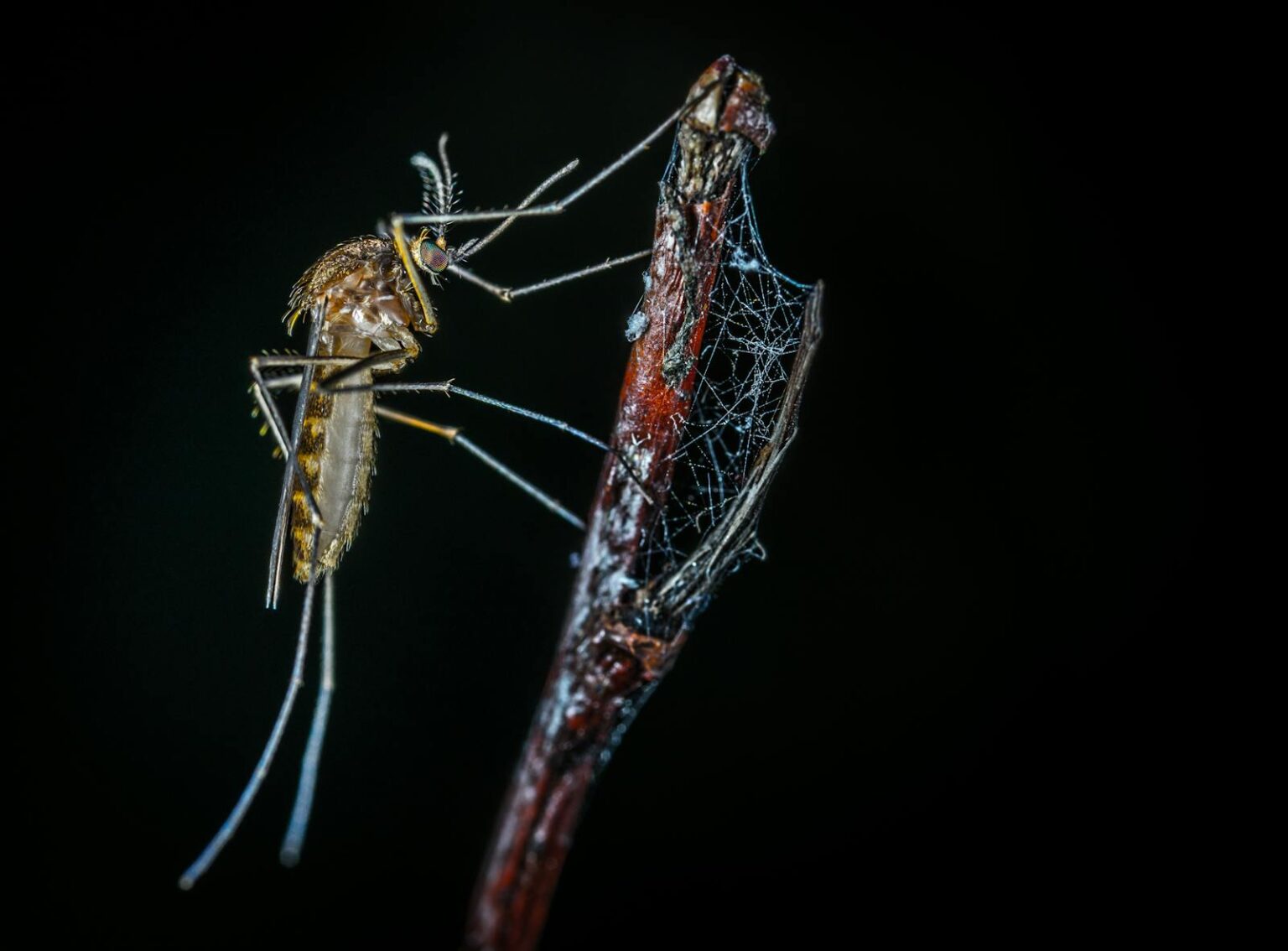 Why That Buzzing Near Your Ear Isn’t Random – Insect Hive