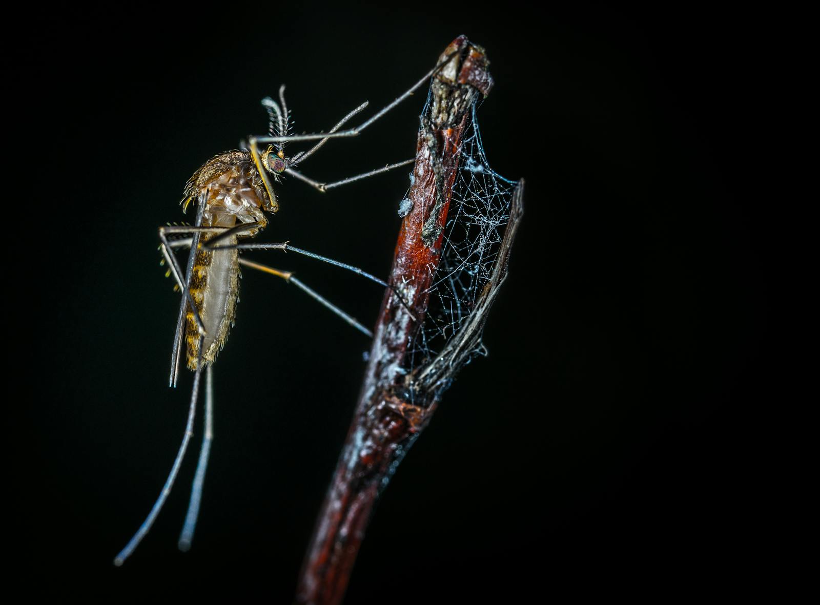 Why That Buzzing Near Your Ear Isn’t Random – Insect Hive