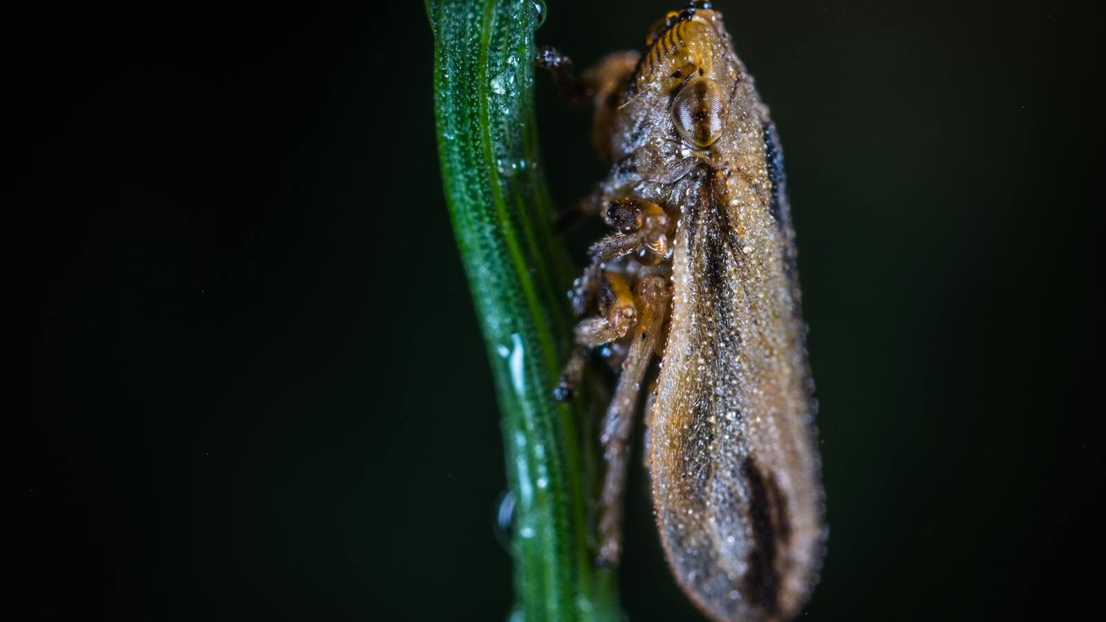 The Insect Olympians: Bugs That Hold World Records – Insect Hive