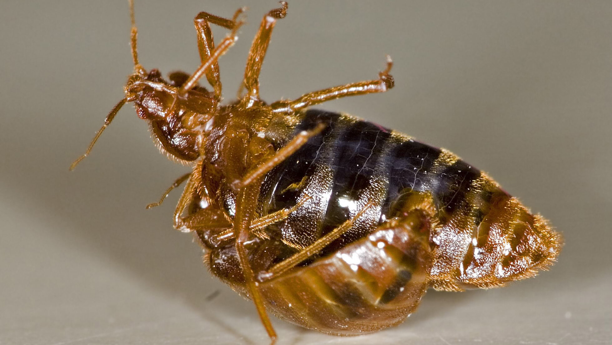 The Strange Reproductive Strategies of Insects — From Cloning to ...
