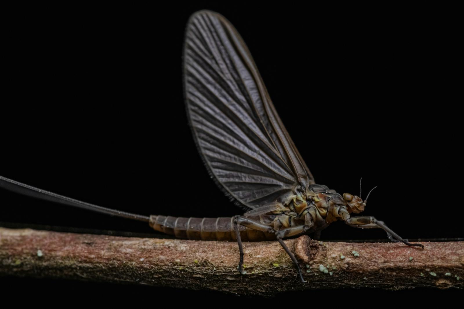 How Mayflies Live for Just a Day — and Why That’s Enough – Insect Hive