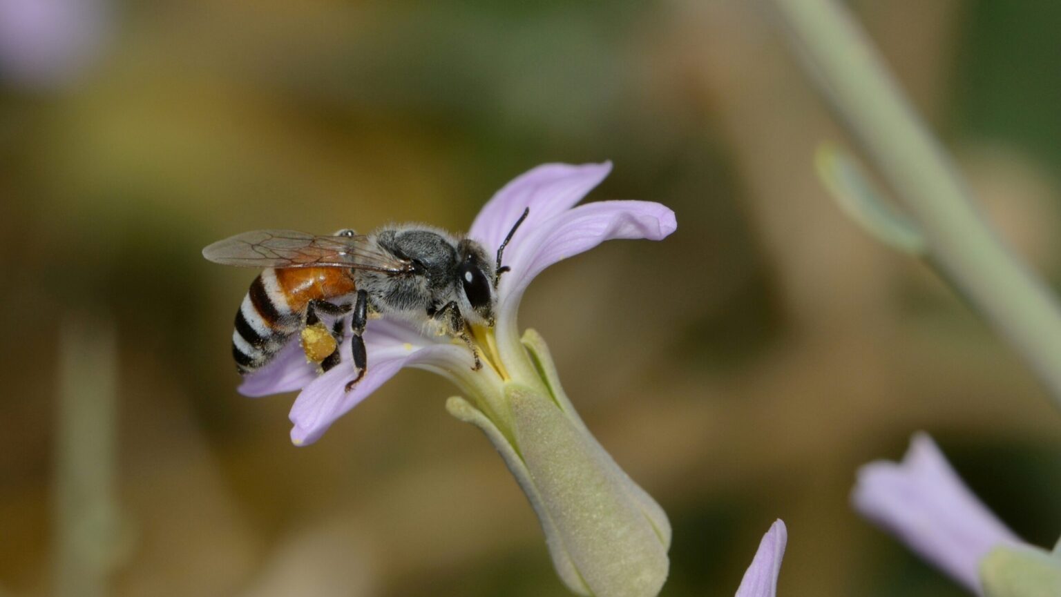 Do Insects Have Emotions? The Science Behind Bug Feelings – Insect Hive