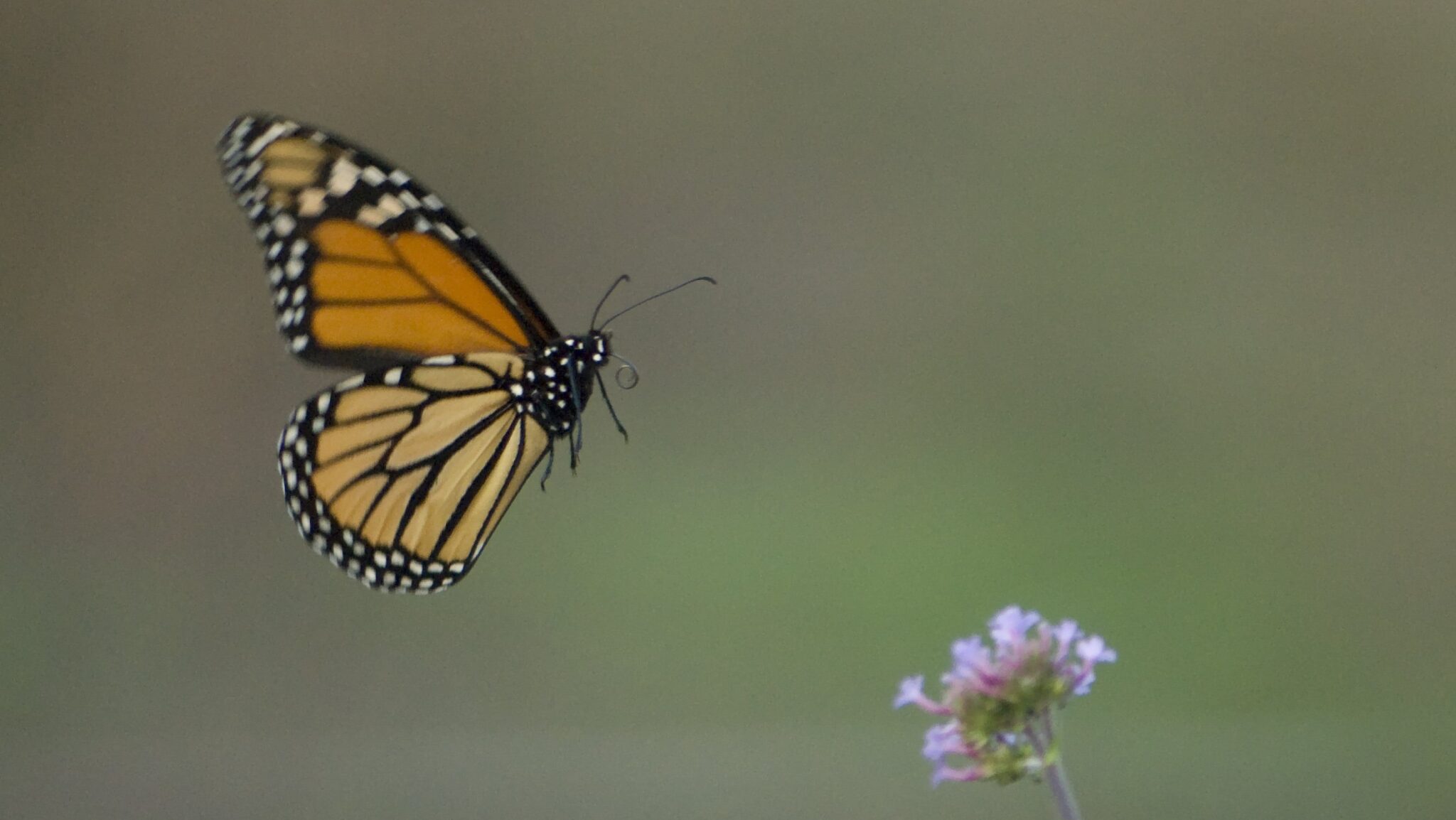 When Flight Evolved in Bugs: The Origins of Insect Aviation – Insect Hive