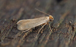The Lifecycle of Decay: Insects That Arrive at Every Stage of ...